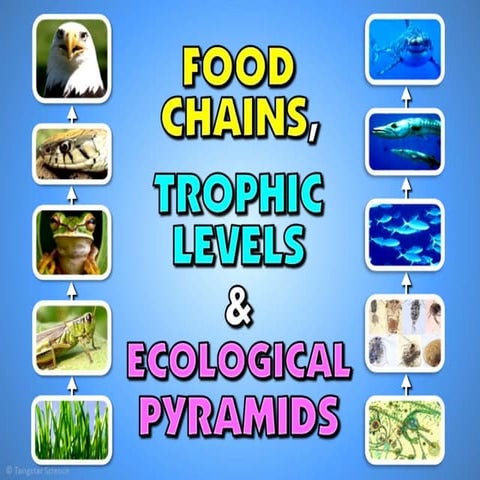 C2T2 Microorganisms and decay.pptx