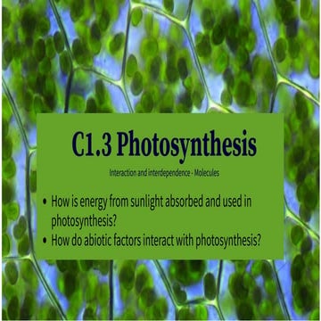 C3.1_Photosynthesis.pdfjbbhbhbhbhbhbhbhbhb | PDF