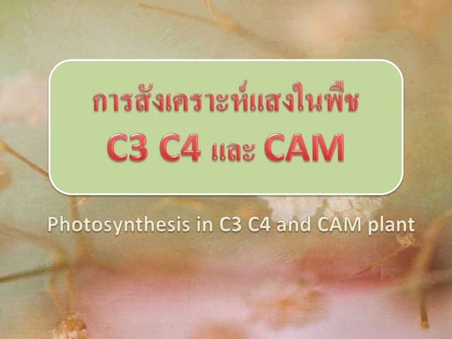 การสืบพันธุ์ของพืชดอก (T) | PDF