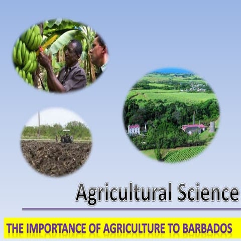 Why is agriculture important to Barbados | PPT