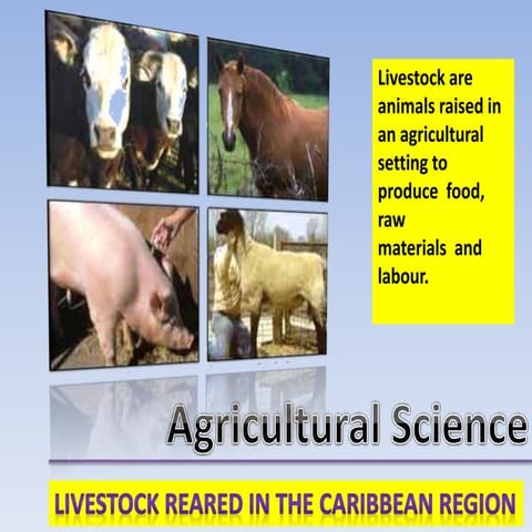 Llivestock reared in the Caribbean Region | PPTX