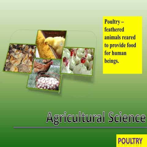 What is Poultry | PPTX