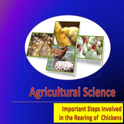 Steps in Rearing Chickens | PPTX