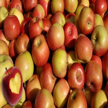 Goede vrucht dragen (Tweede Adventszondag 2013 A) | PPT