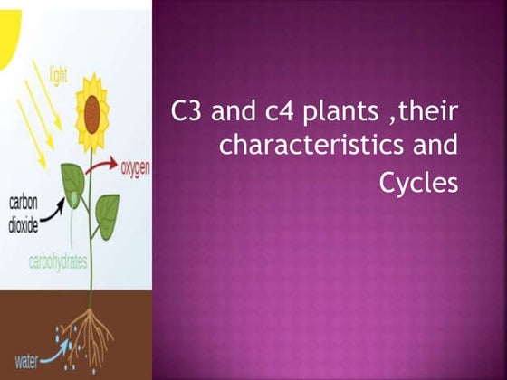 C3,C4 & CAM pathway | PPT