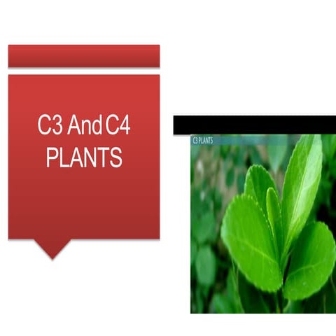 C3 and C4 plants Botany | PPTX