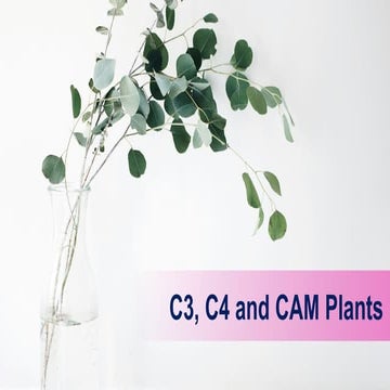 C3, C4 & CAM Plants: Photosynthesis Adaptations | PPTX