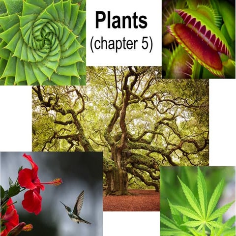 C5 plants - intro P4 photosynthesis TO P1 body parts 2.ppt