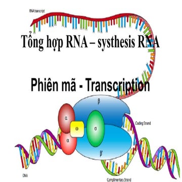 Rna qua trinh phien ma | PPTX