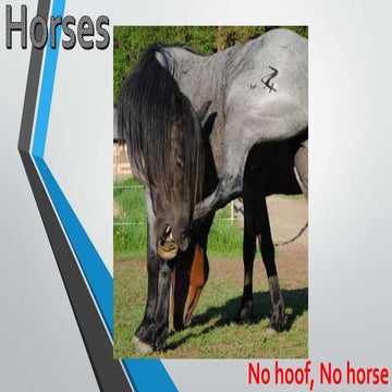 Horses new ppt for equine class | PPT
