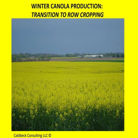 Winter Canola Production: Transition to Row Cropping by Brian Caldbeck ...