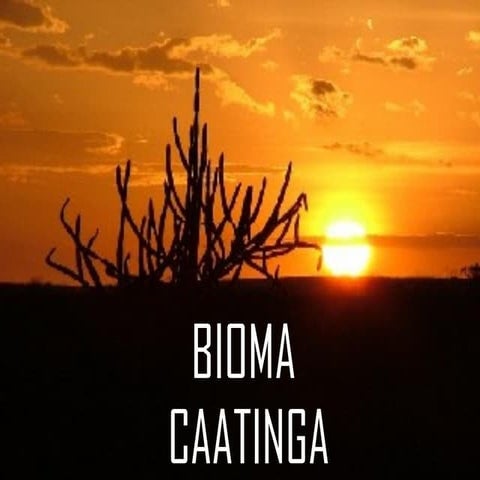 Caatinga e Cerrado | PPTX