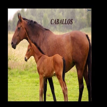 presentación de caballos | PPTX