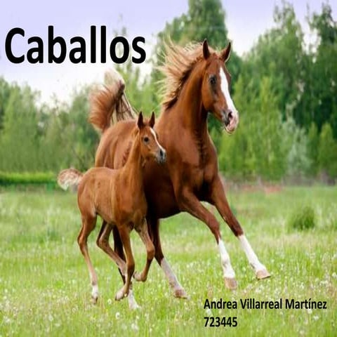 Caballos | PPTX