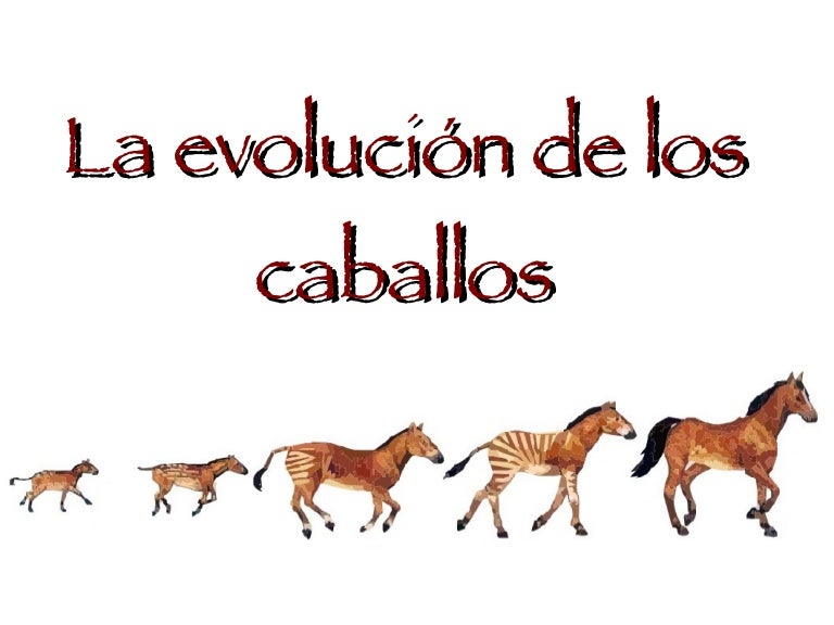 La evolución del caballo