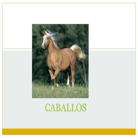 Caballos caracteristicas | PPTX