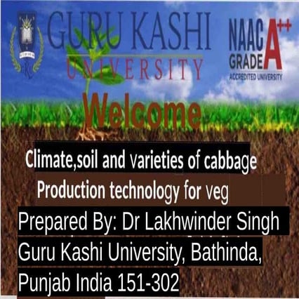 Cabbage.pptx Presentation for Bsc Agriculture students for PTVS | PPTX