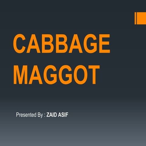 Cabbage maggot | PPTX