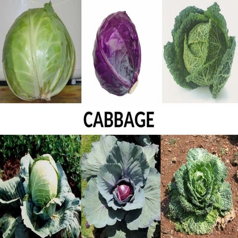 Cabbage New powerpoint in vegetable production | PPT