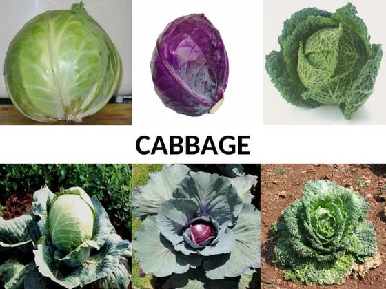 Cabbage: Origin, Taxonomy, Botany, genetics, cytogenetics, breeding ...