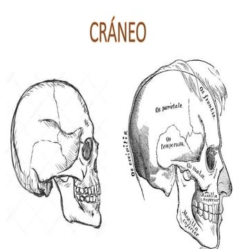 CABEZA ÓSEA ANATOMIAcompleto.....pdf.... | PDF