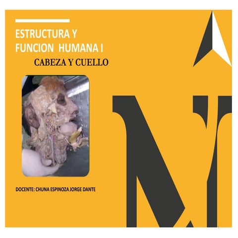 Anatomy and Function of Facial and Neck Muscles in Animals | PPTX