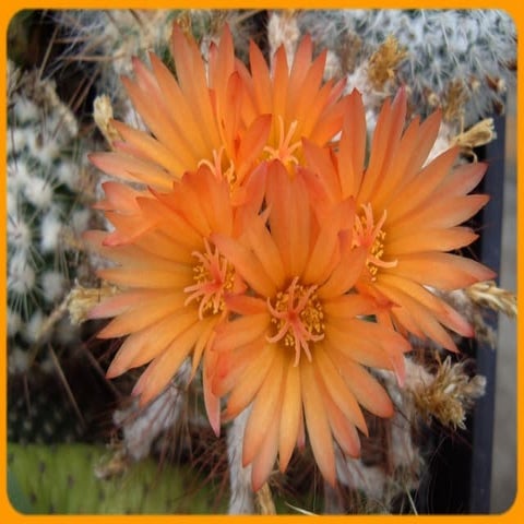 Cactusi Infloriti | PPS