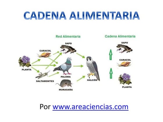 Hojas De Trabajo Sobre La Cadena Alimentaria Y La Red Alimentaria ...