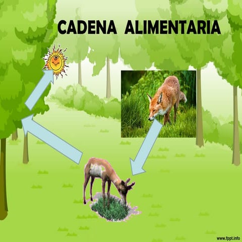 Cadena alimentaria | PPT