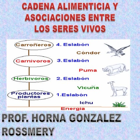 Cadena alimenticia | PPTX