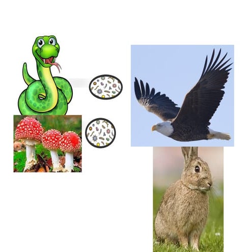 cadena alimenticia.docx de seres vivos a | DOCX