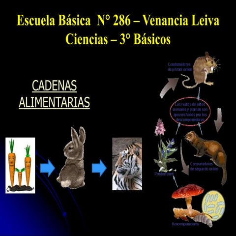 Cadenas alimentarias | PPT