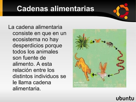 RECURSO EDUCATIVO (La cadena alimentaria) | PPT
