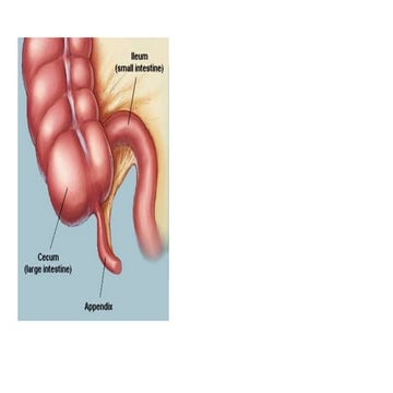 Caecum, appendix inferior mesenteric artery.pptx