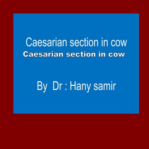 Cesarian section in cow | PPT
