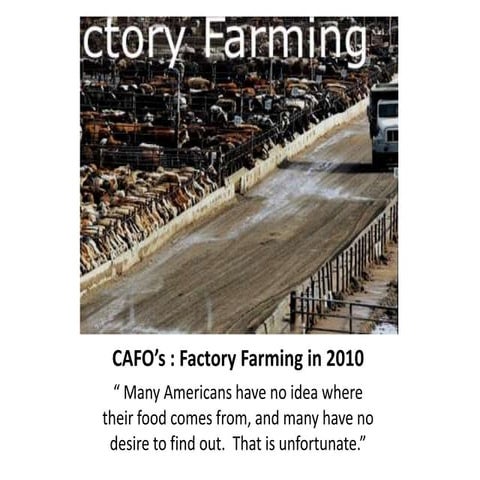 Cafo’s | PPTX