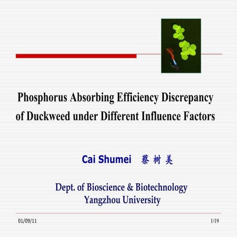Cai shumei | PPT