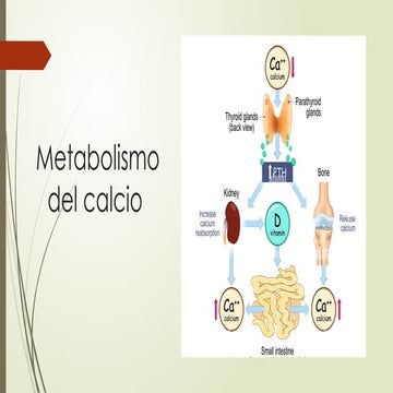 Ion calcio y su metabolismo e hipocalcemia.pptx