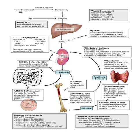 Calcium metabolism handout | PPT