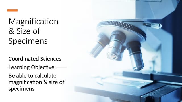 magnification lesson of gcse, how to find magnification questions | PPTX