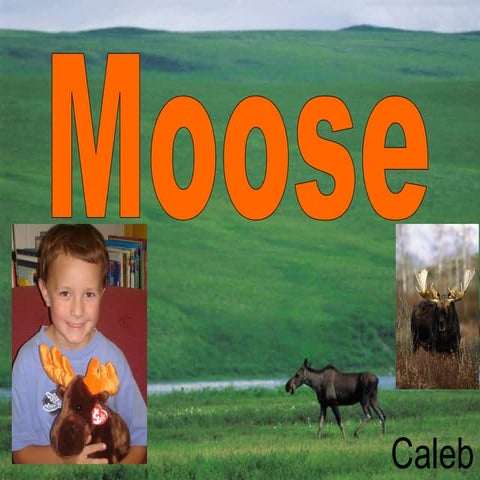 Moose | PPT