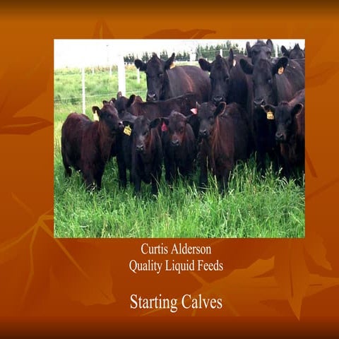 Calf Starter Qlf Presentation 08 | PPT