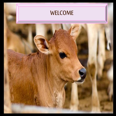 Calf rearing original | PPTX