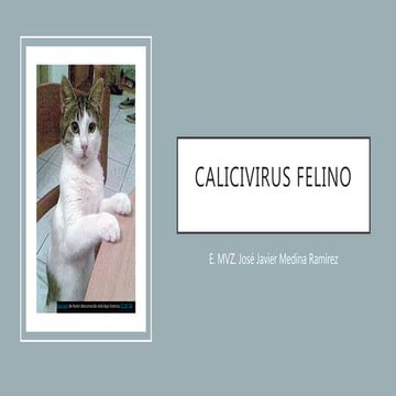 Parvovirus canino. | PPTX