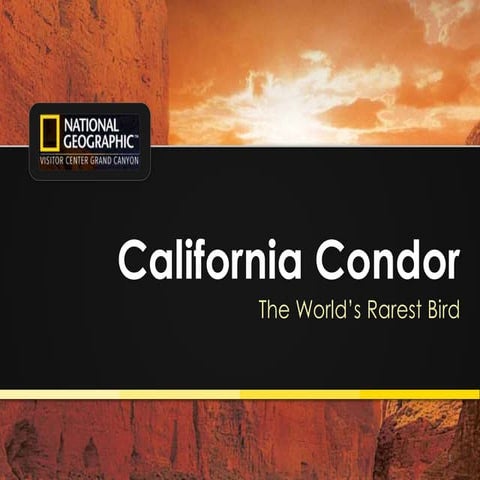 California Condor: The World's Rarest Bird | PPTX