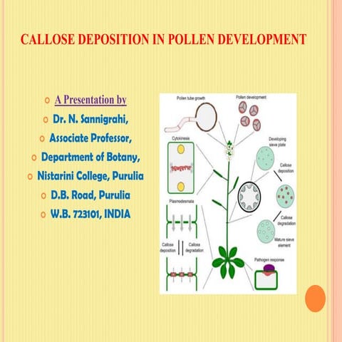 CALLOSE DEPOSITION IN POLLEN IN HIGHER PLANTS | PDF