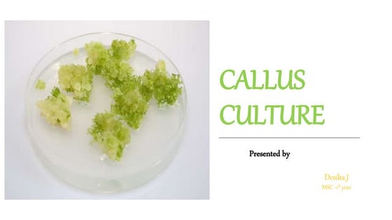 Callus culture - Plant Tissue Culture | PPT