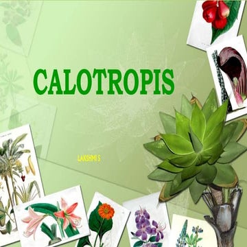 Calotropis | PPTX