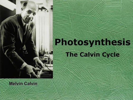 Calvin Cycle | PPTX | Chemistry | Science