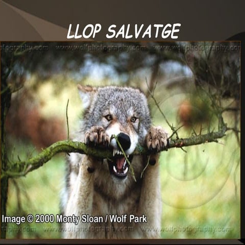 El llop salvatge | ODP